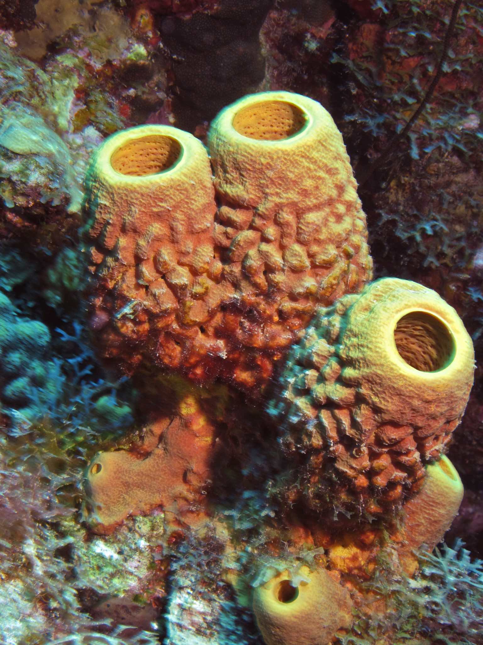 Convoluted Barrel Sponges | Ted O’Hara .net