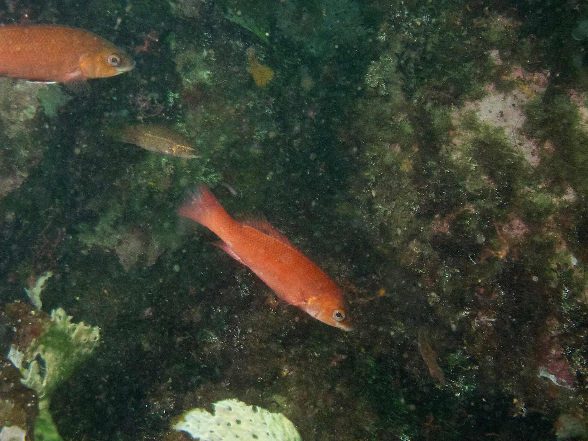 Diving | Ted O’Hara .net