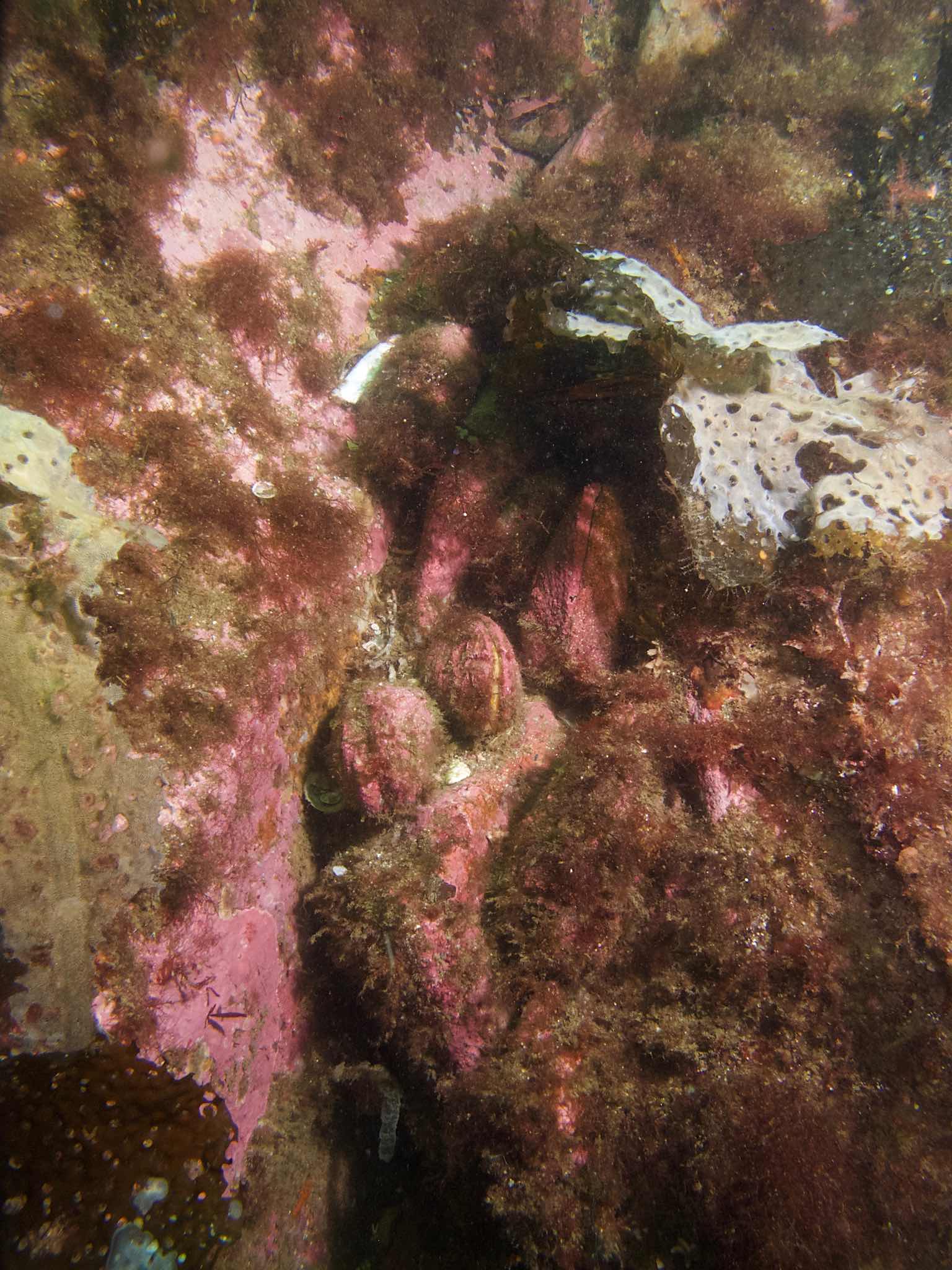 Diving | Ted O’Hara .net